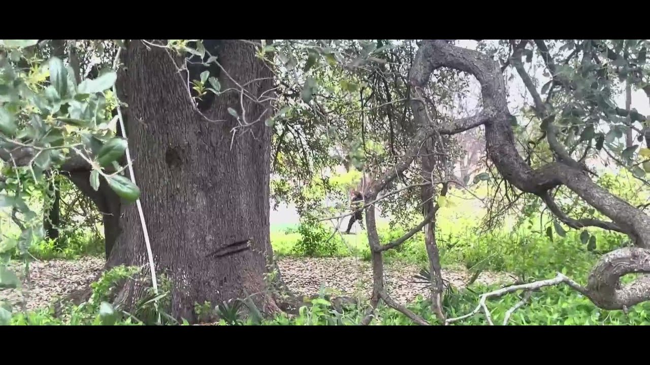 Historic Treaty Oak tree vandalized in downtown Austin - YouTube