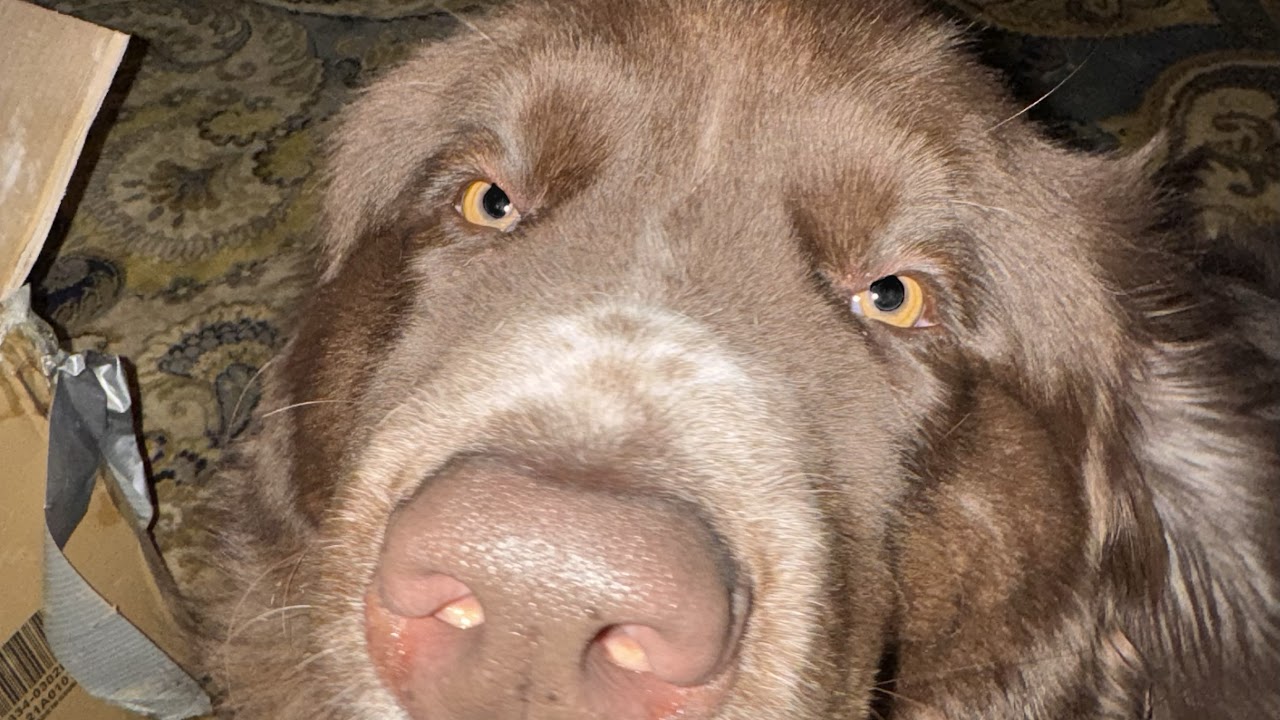 David Tobias Live Stream - YouTube