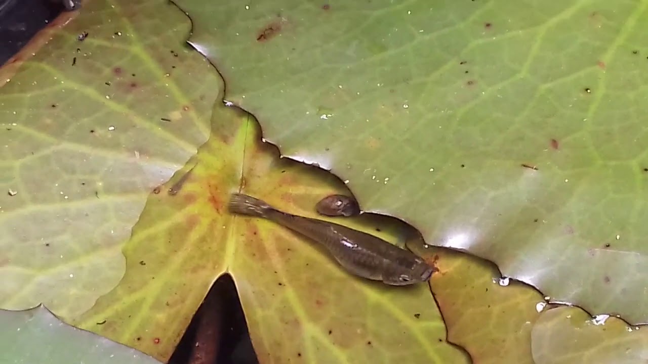 Guppy fish live birth - YouTube