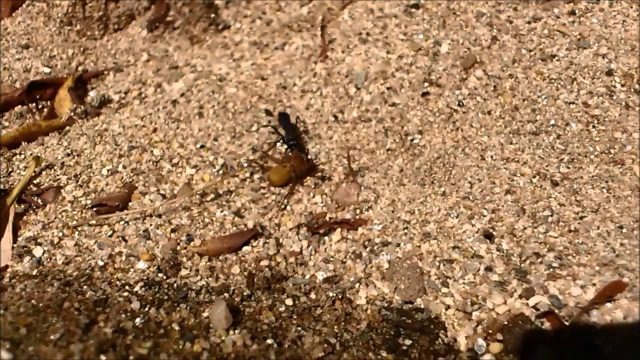 Insect life and spider death - YouTube