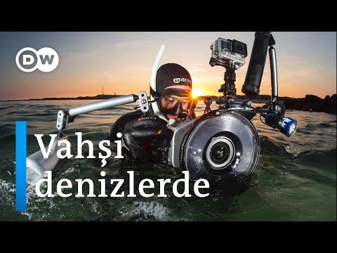 Soğuk denizlere tutkun fotoğrafçı: - 20 derecede sanat - DW Türkçe