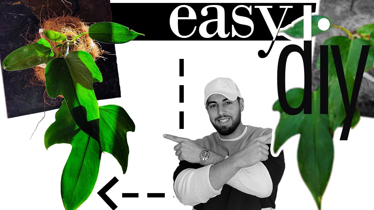 Display Your Plants Veritically - DIY Philodendron Bipennifolium ...