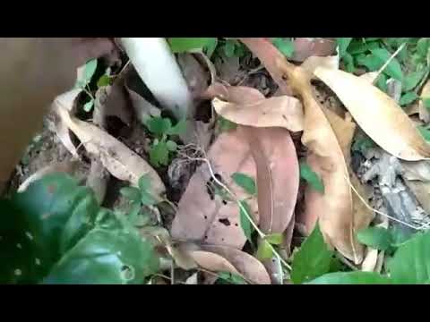 Labanos harvesting - YouTube