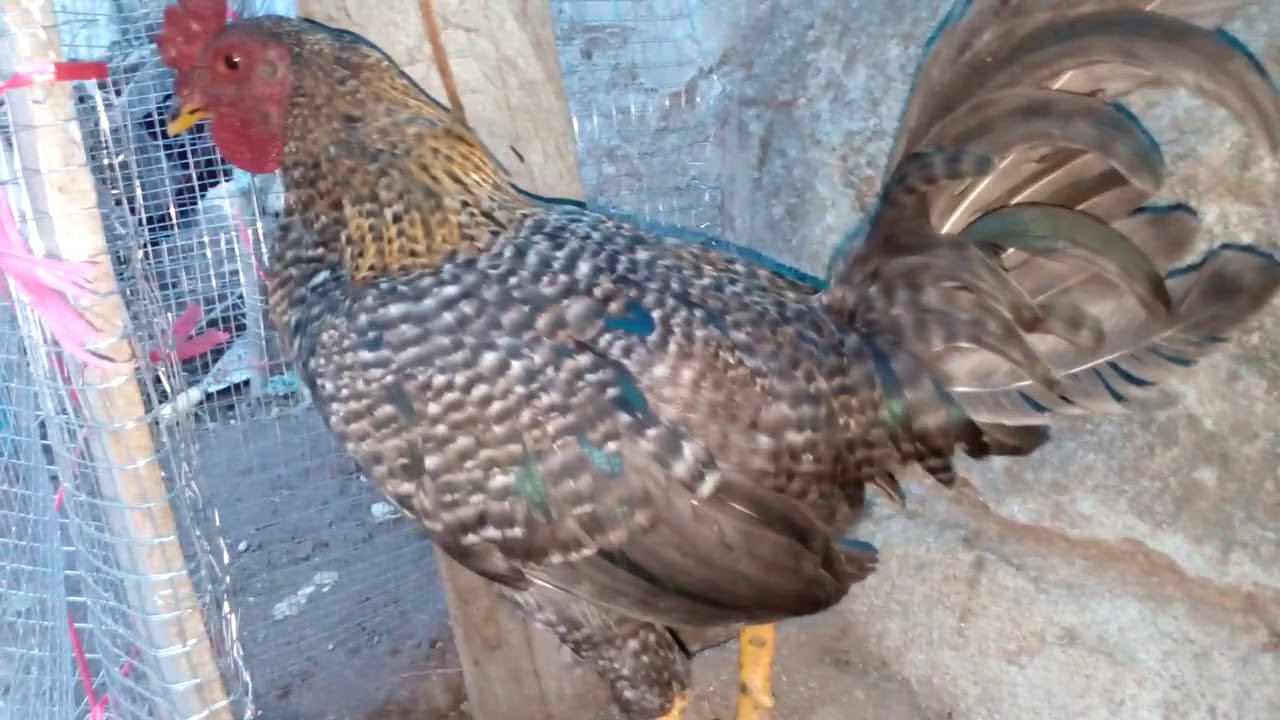 Gallo asíl puro de 5 meses y medio - YouTube