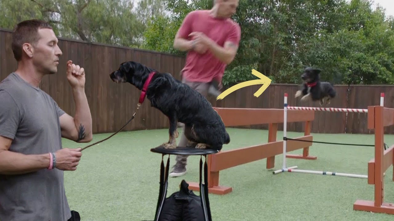 How to Establish Control with an Energetic Dog - YouTube