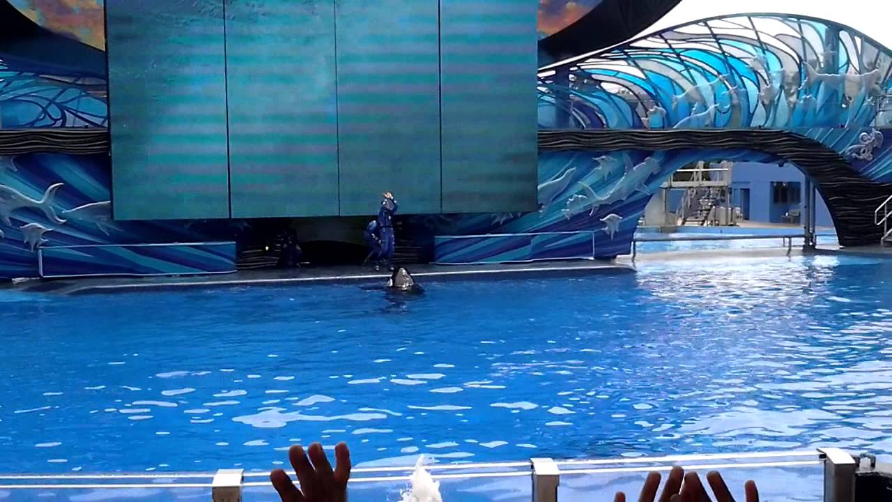 The Shamu Splashes - YouTube