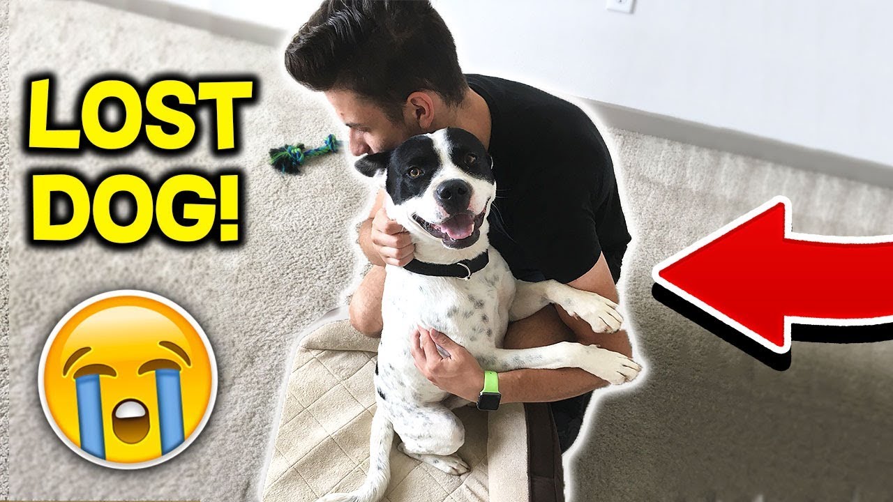 I Found A LOST DOG Emotional YouTube i-found-a-lost-dog-emotional-youtube