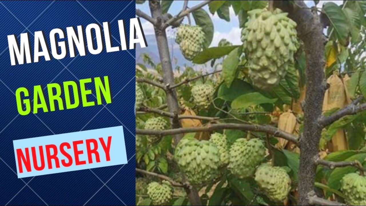 Visiting Magnolia Garden Nursery in Anaheim, California l k’s kitchen l ...