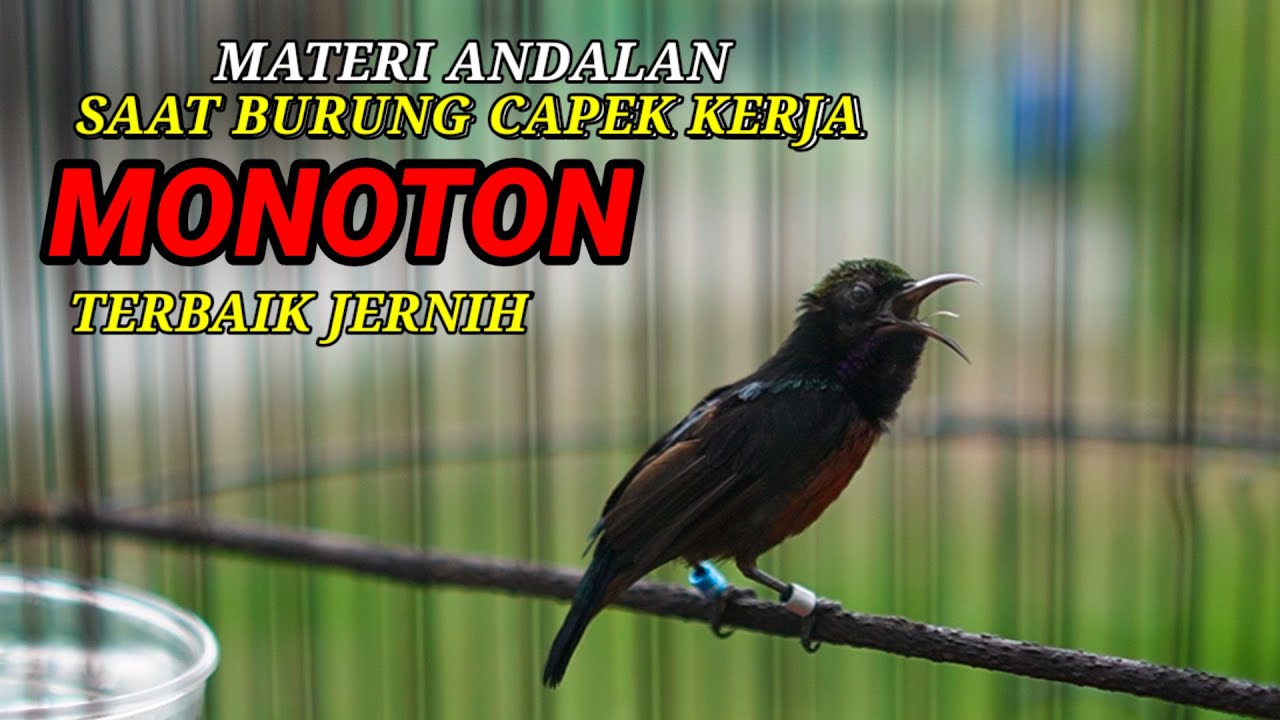 KONIN GACOR FULL ISIAN COCOK UNTUK MASTERAN KOLIBRI NINJA - MONOTON ...