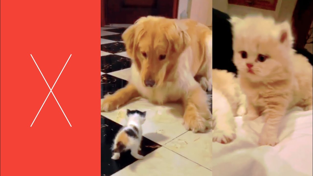 Puppies Funny and Cute Videos 🥰🥰🥰 / Aman Pets Video - YouTube