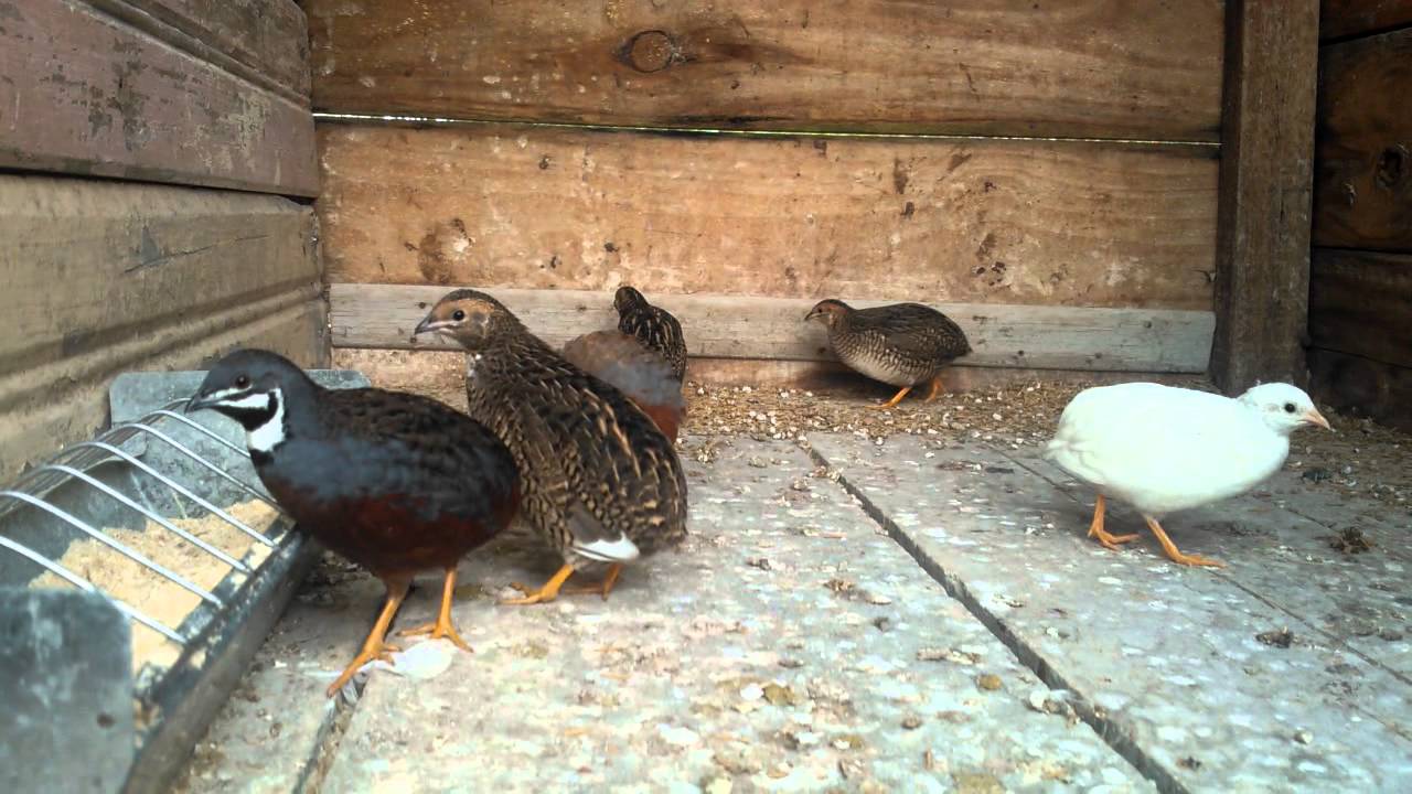 codornas chinesas e codornas gigantes, criatório linha torrens HD - YouTube