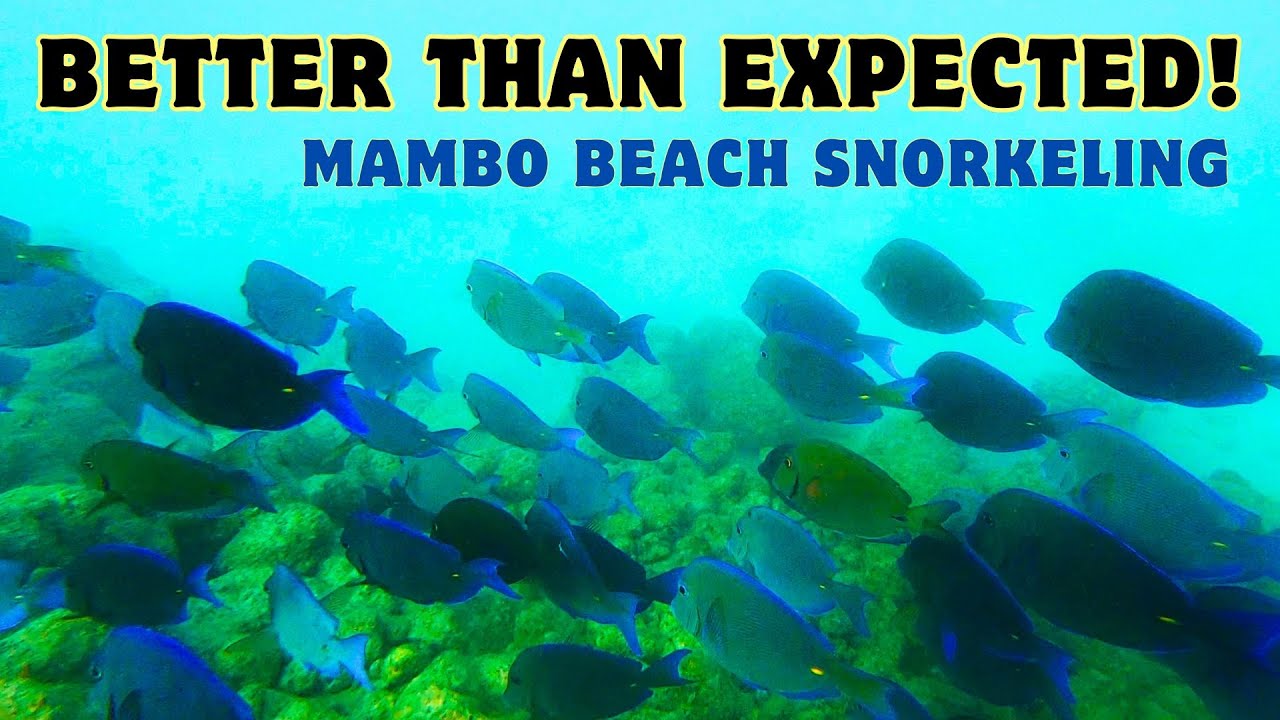 MAMBO BEACH Snorkeling - Willemstad, Curaçao - Caribbean cruise - YouTube