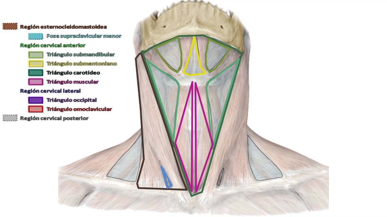 Ppt Anatomia Topografica Del Cuello Carlos Lopez Acad