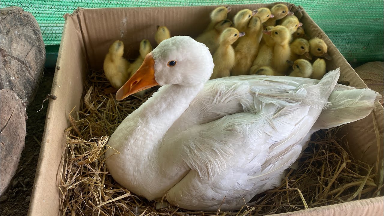 Amazing Goose Hatching 20Duckling From Eggs _ Nee Duck Hatches - YouTube