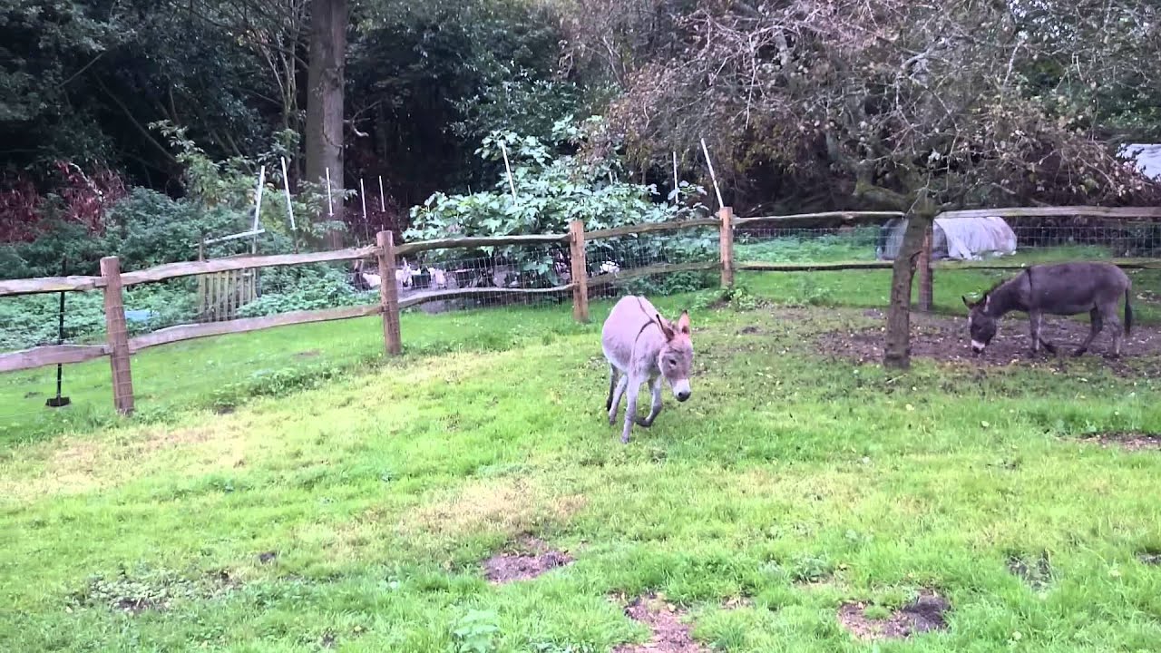 Miniature donkeys playing - YouTube