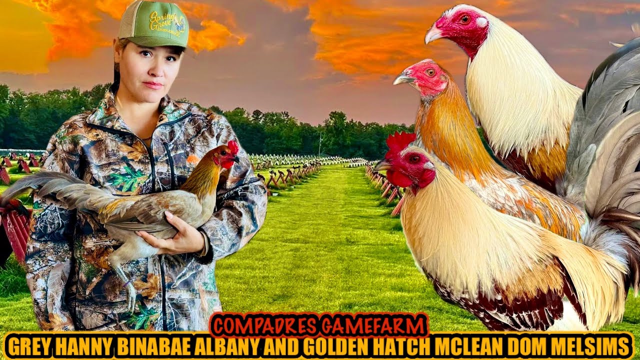 Grey Hanny Binabae And Golden Hatch Mclean Dom Melsims ~ COMPADRES ...