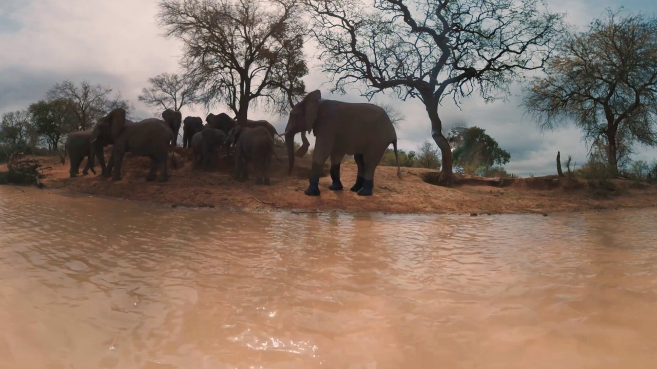 Elephants in Africa / VR / 360 Video - YouTube