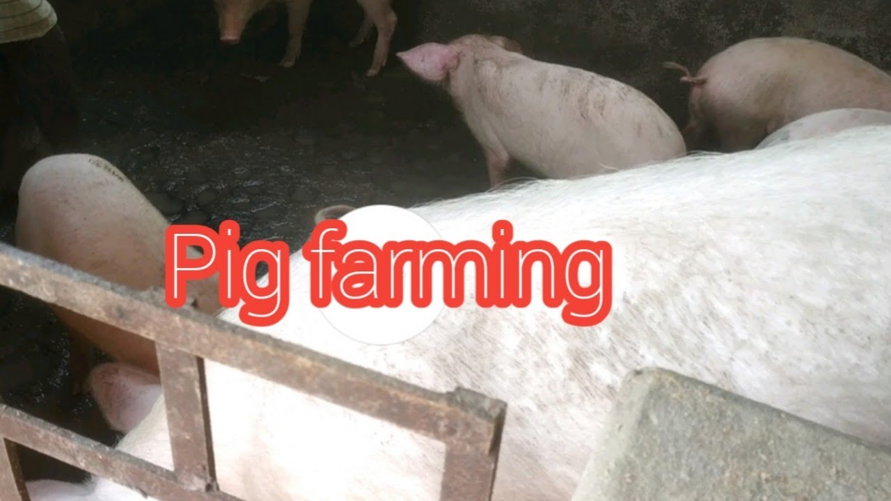 Pig Farming In India | Pig Farming Around The Nature - YouTube