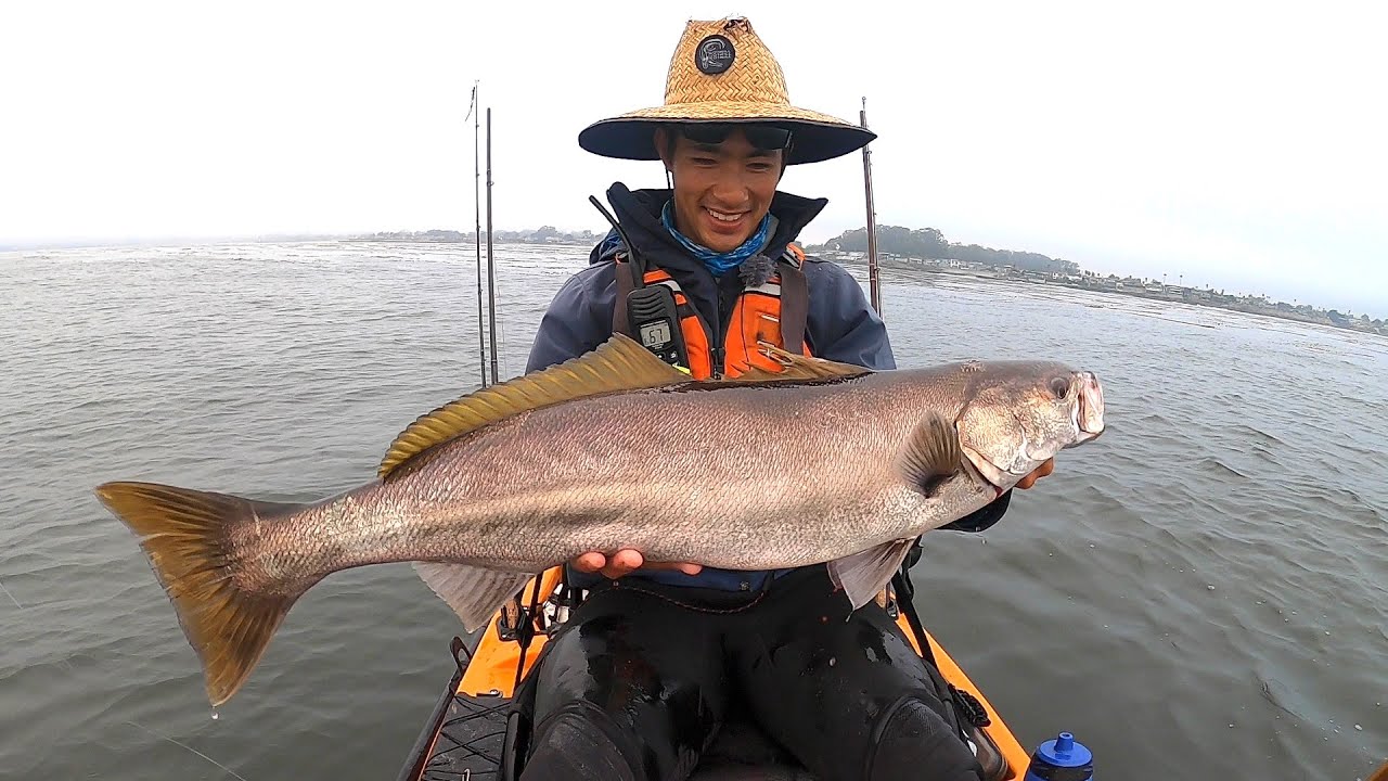 The MOST PRESTIGIOUS Bay Area Inshore Saltwater Fish - YouTube