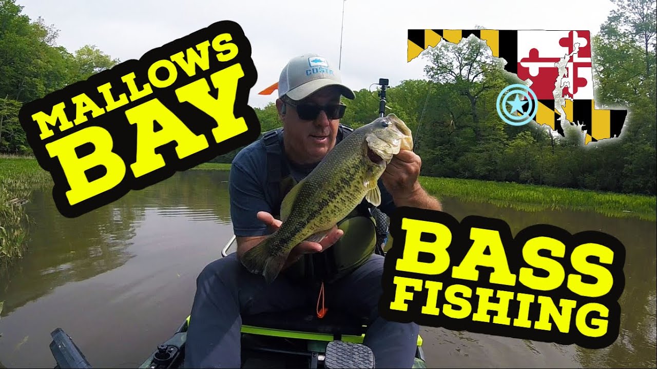 Mallows Bay Bass Fishing in May - YouTube