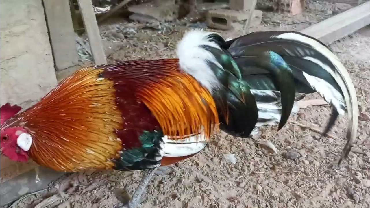 los saib kuv tus qaib txaij ພໍ່ຂອງບັດດ່າງນີ້ແມ່ນໂຕຢູ່ໃນໂທລະສັບ 29/10/23 - YouTube