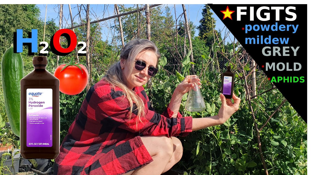 [ENG] 5 Benefits of Hydrogen Peroxide for Plants and Garden. The truth ...