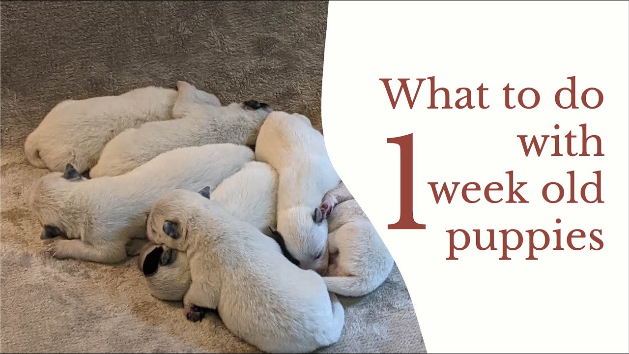 What to expect with your 1 week old puppies Australian cattle dog - YouTube