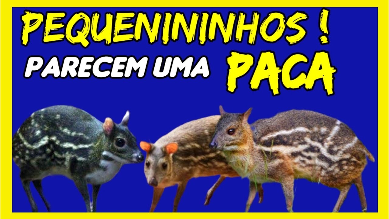 CHEVROTAIN MANCHADO INDIANO. A MENOR ESPÉCIE DE cervo rato da índia ...