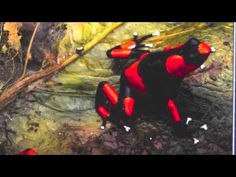 Deadly Poison Dart Frogs - YouTube
