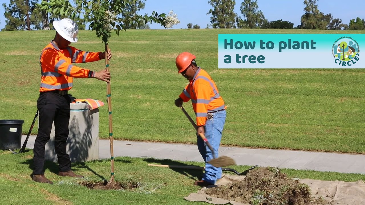 How to Plant a Tree - YouTube