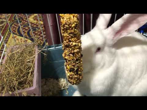Happy weekend bunny life with treats - YouTube