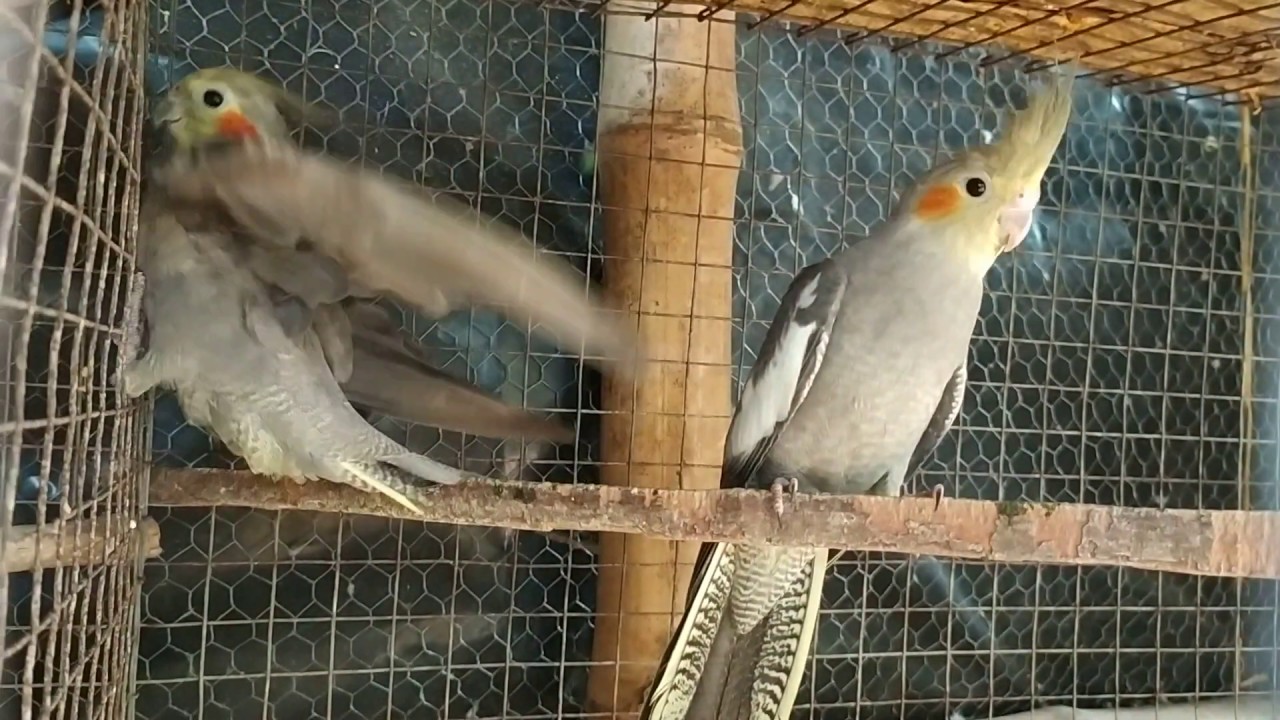 Cocktail bird pairing kaisa karna chaiyea?? - YouTube
