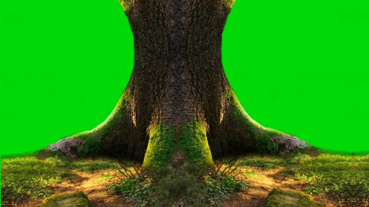 green screen effect tree jungle - YouTube