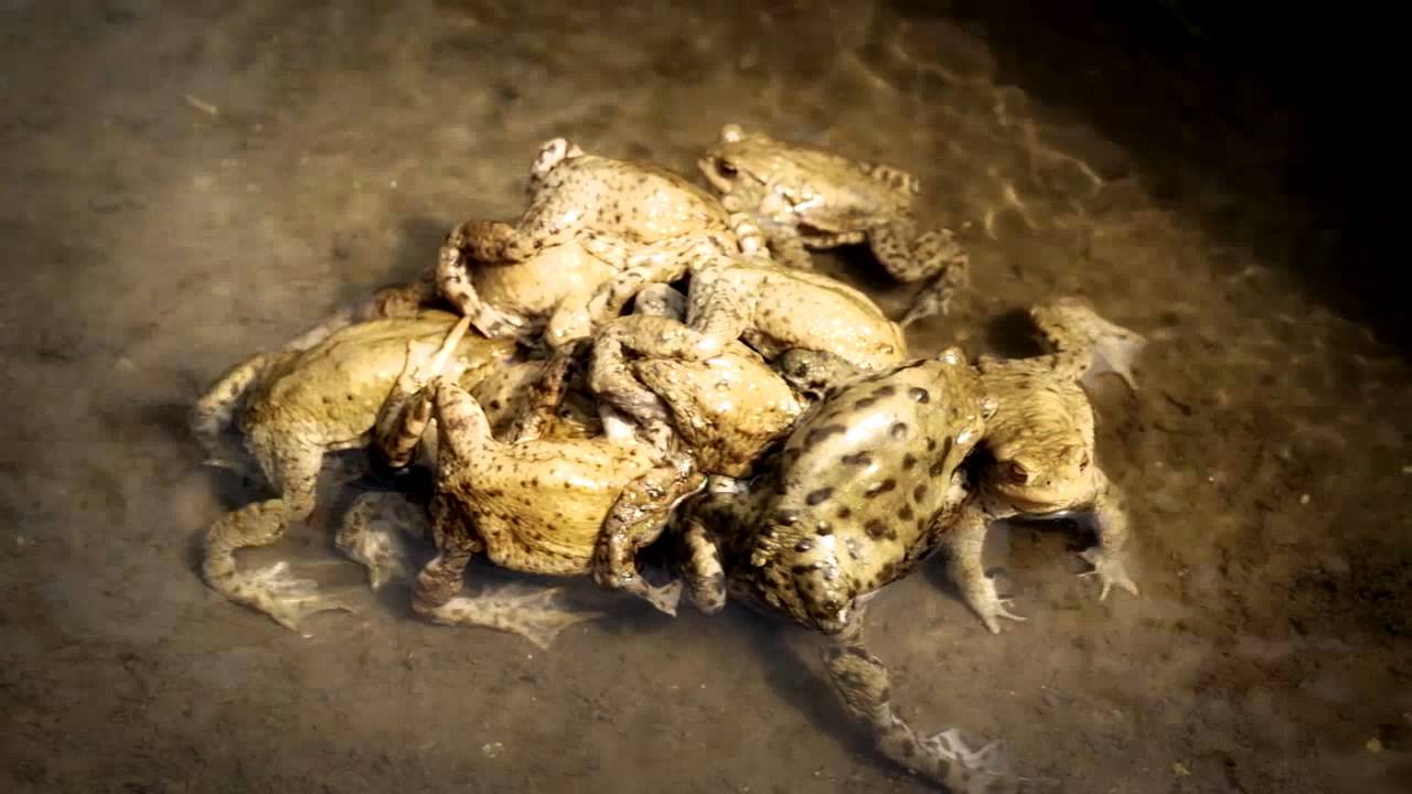 Sex or rugby? Toads in action. (Ropuchy v akci...) - YouTube
