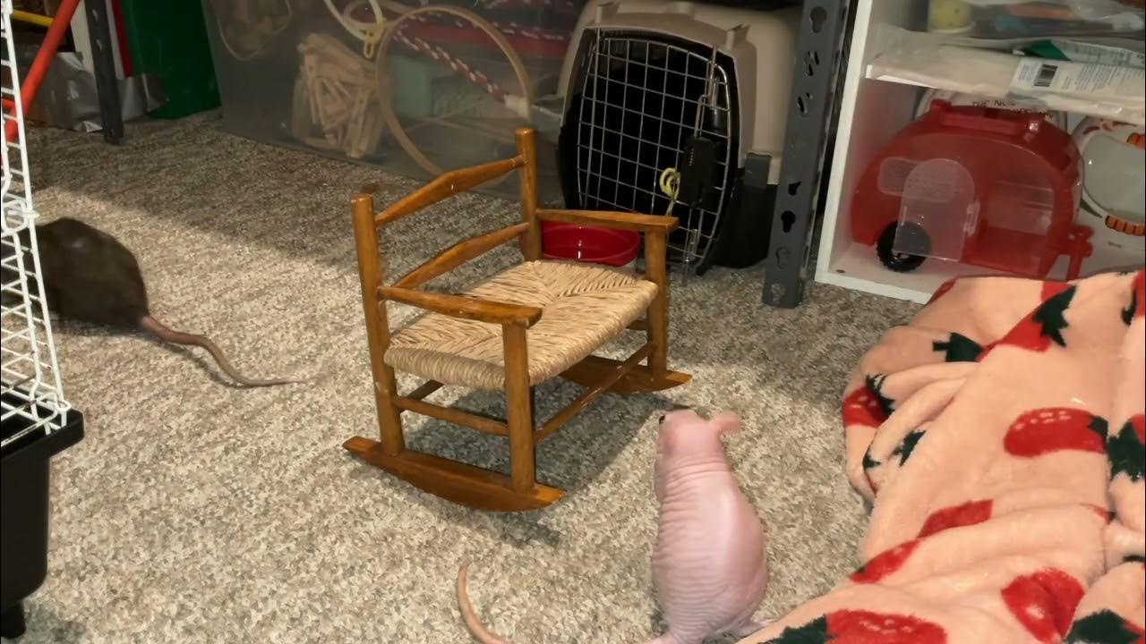 Cracker the rat doing some confidence building training with a mini rocking chair and fetch ...