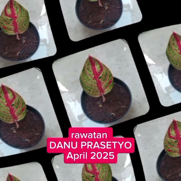 No urut 1 by danu prasetyo#aglaonema #aglonemalokal #aglaonemaindonesia #valerynursery - YouTube