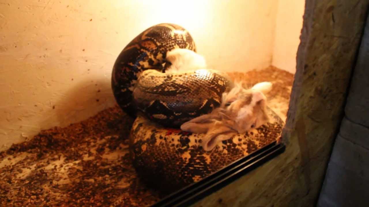 Boa live feeding a rabbit (HD) - YouTube