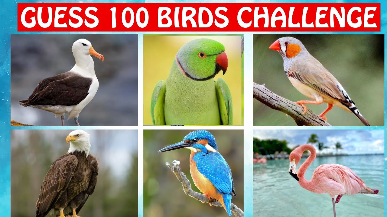 Guess 100 Birds in 3 Minutes | Guess 100 Amazing Bird Names | Bird ...