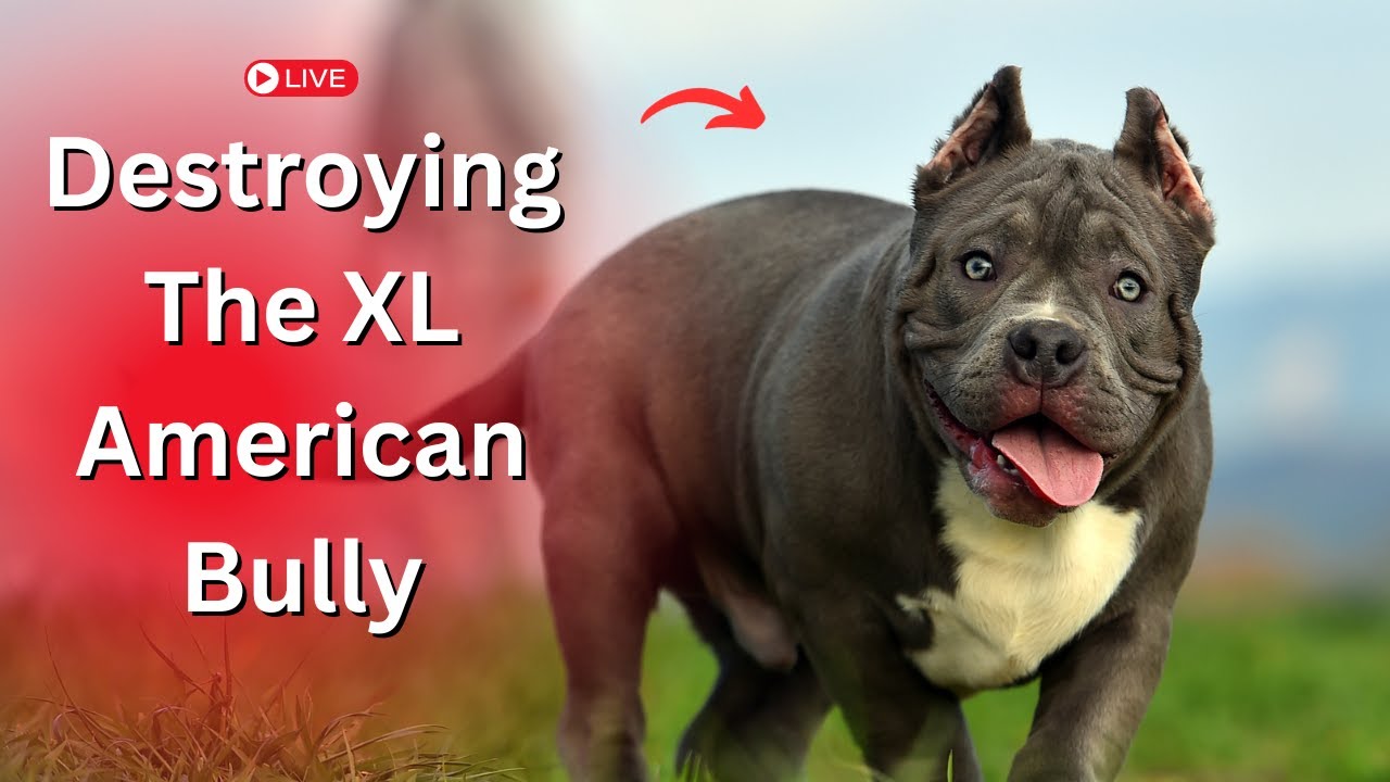 American XL Bully Ban: What This Means for All Owners - YouTube