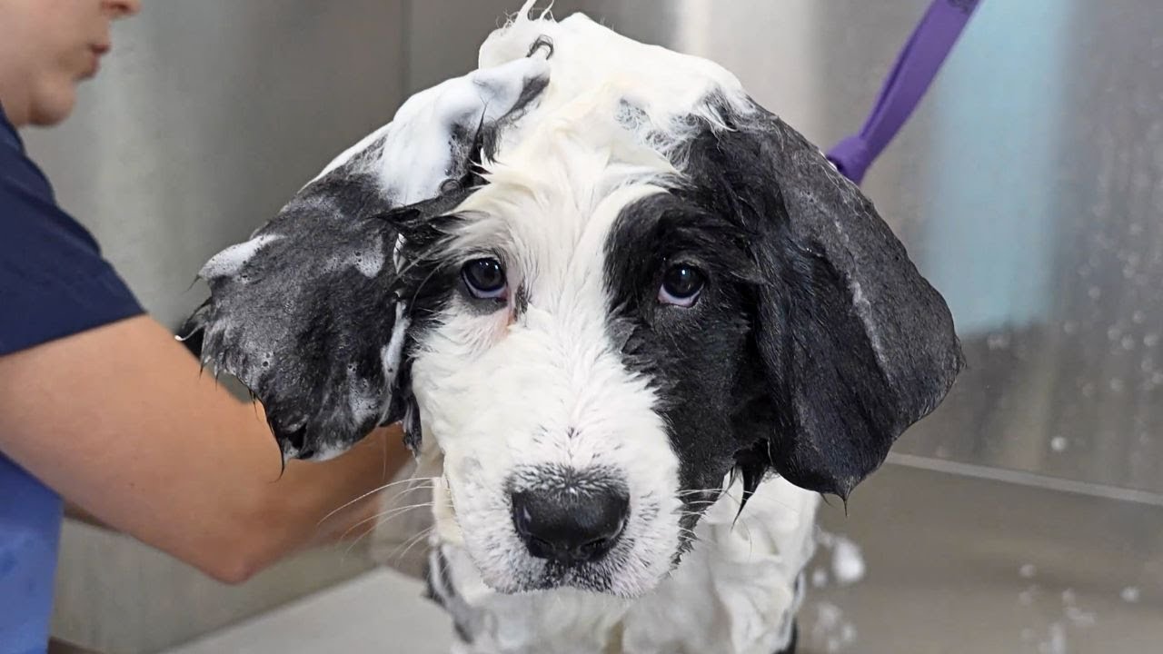 Grooming Two Giant Fluffy Clumsy Maniac PUPPIES 🐶🐶🥹 - YouTube