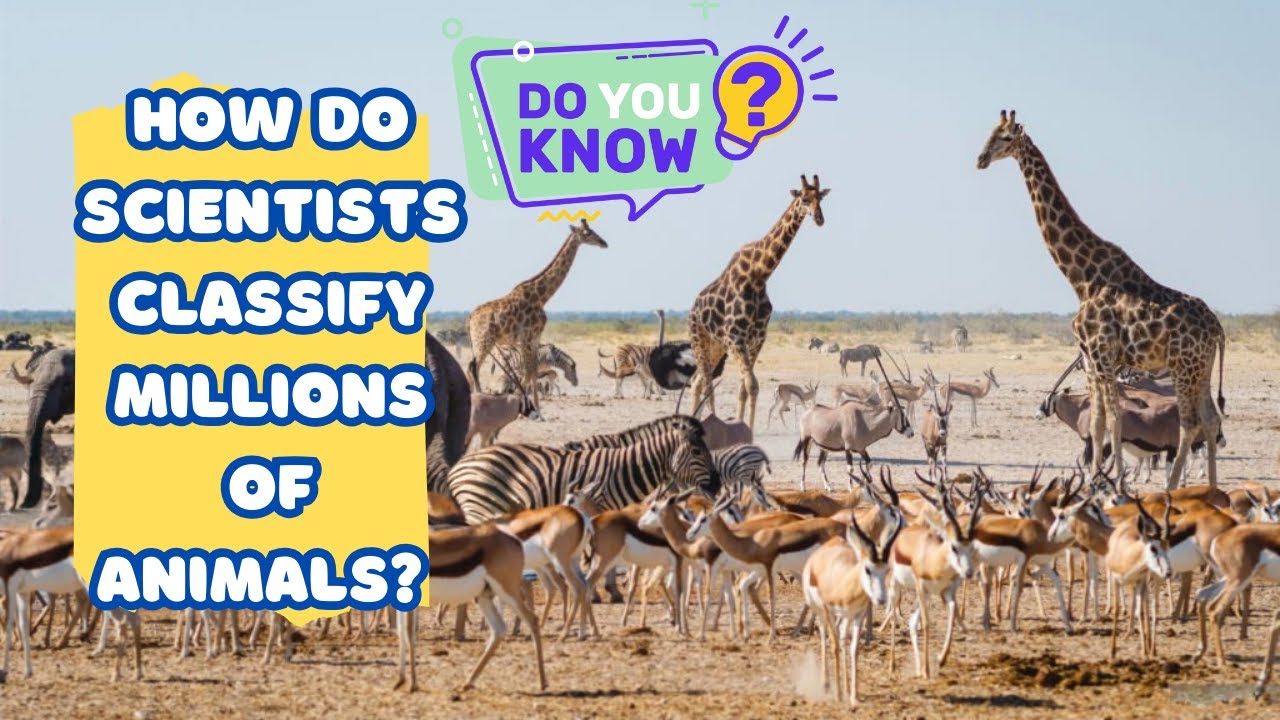 The Fascinating World of Animals - YouTube