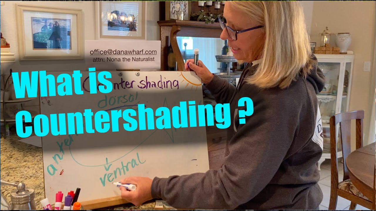 Countershading In Marine Mammals & Fish | Nona The Naturalist - YouTube