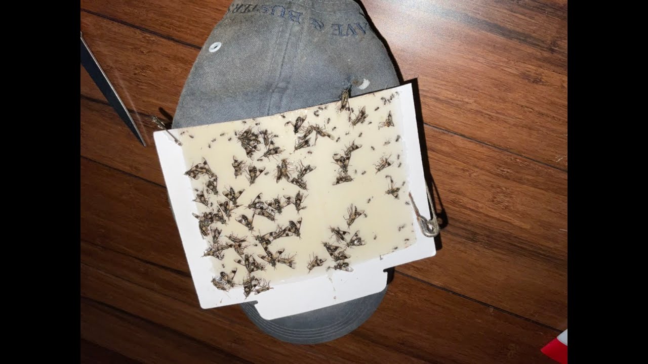 Fast easy deer fly hat trap - YouTube