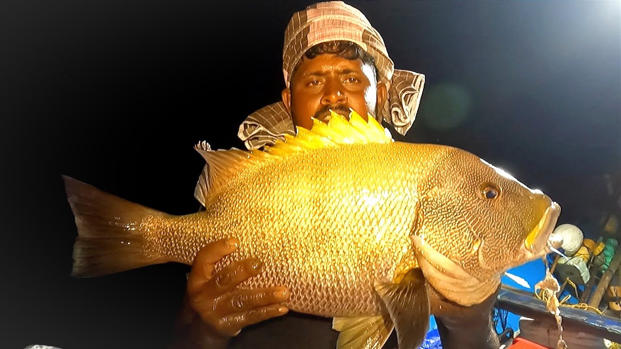 Catching King Fish, Leather Jacket Fish & Diamond Trevally Fish in Sea ...