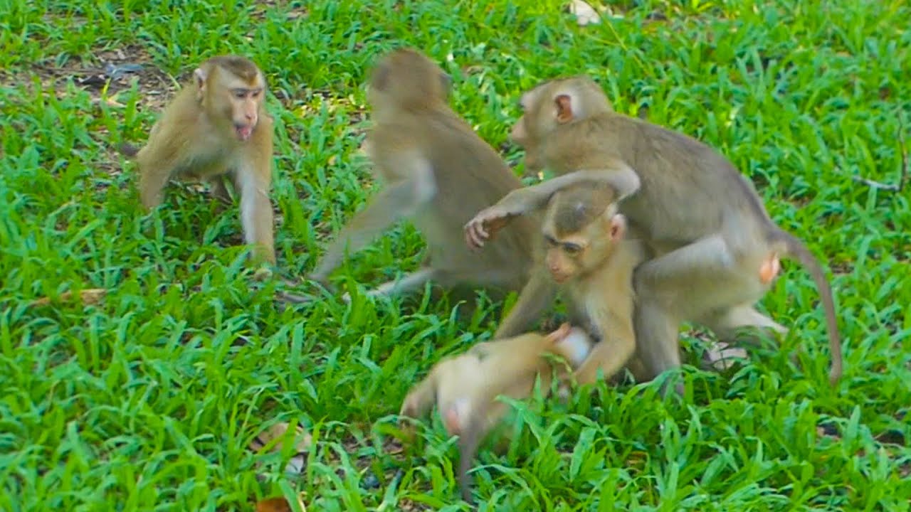 Super star monkey wrestling Leo goes having fun with his friend on the ...