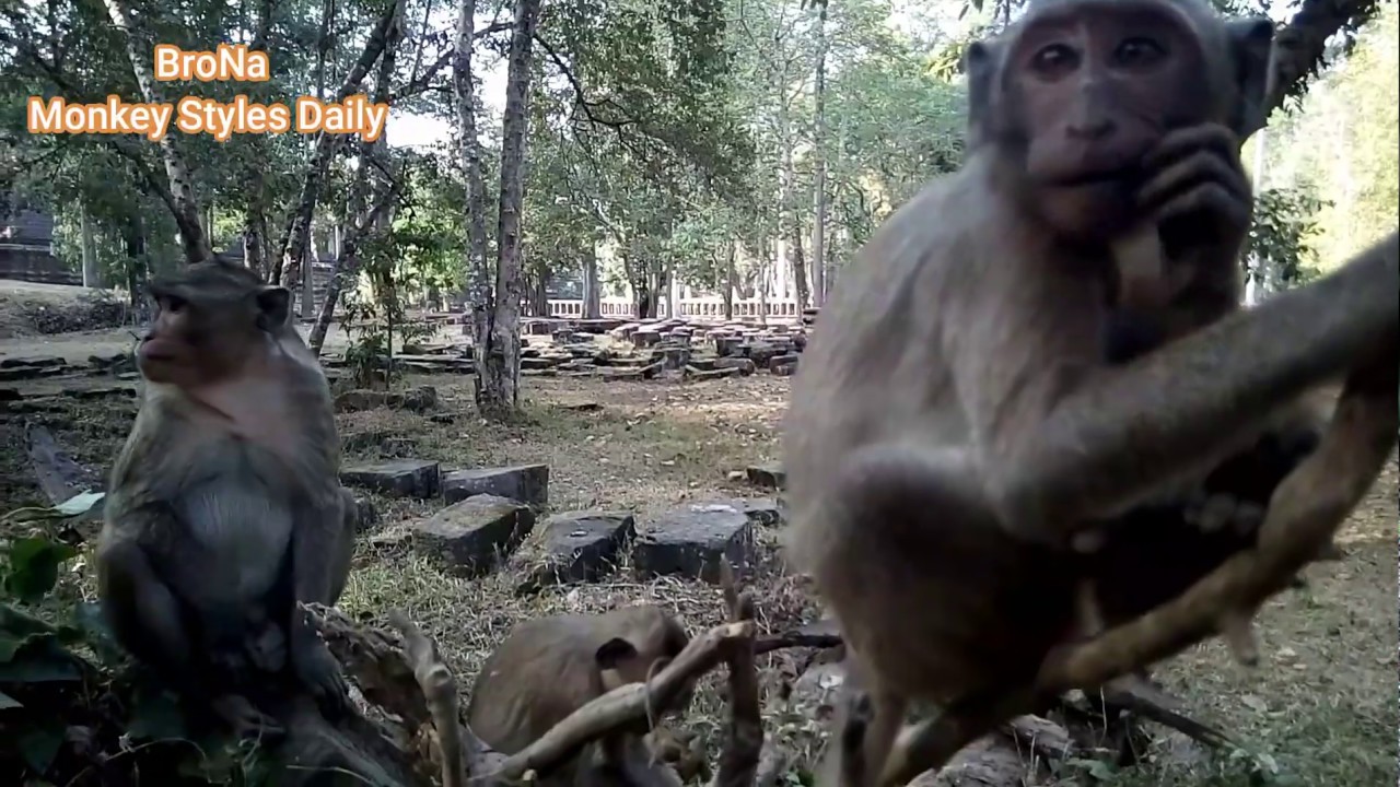 funny monkey boxing in cambodia /monkey styles daily - YouTube