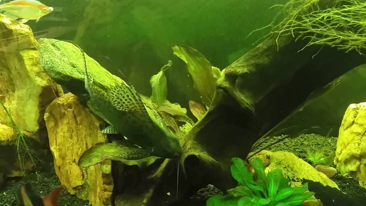 African Featherfin Squeaker Catfish (Synodontis eupterus) - YouTube