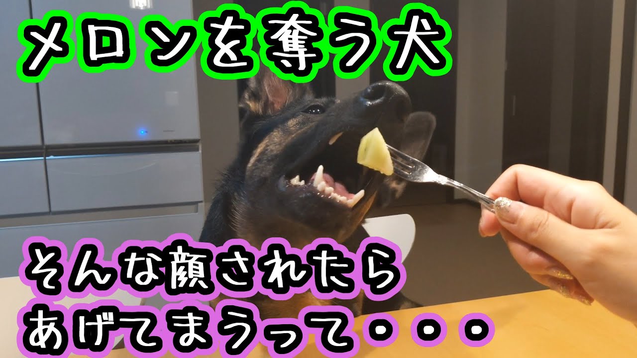 【ジャーマンシェパード】メロンを奪う犬【German Shepherd Dog】A dog stealing a piece of melon ...