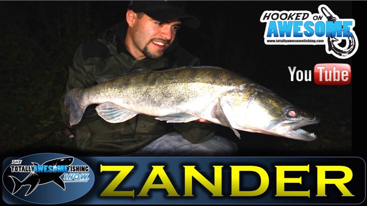 BIG ZANDER Fishing with Deadbaits - TAFishing - YouTube