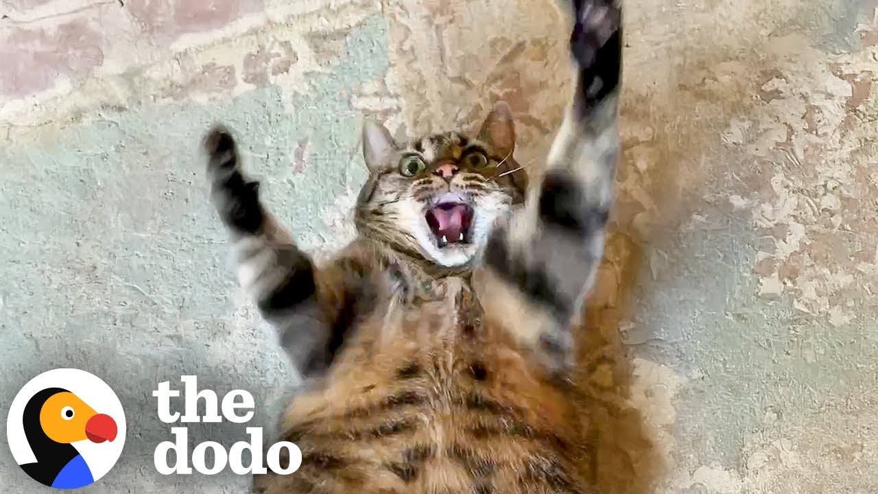 19-Pound Cat Tries Everything To Lose Weight | The Dodo - YouTube